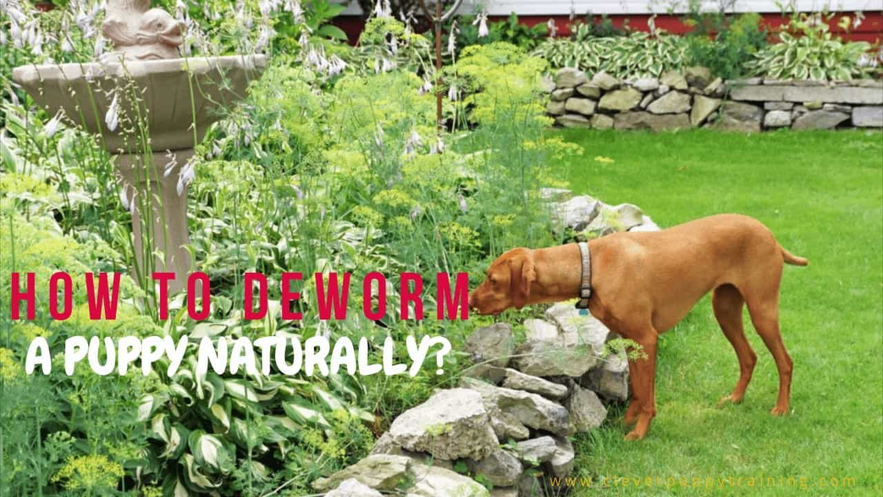 How to Deworm a Puppy Naturally?