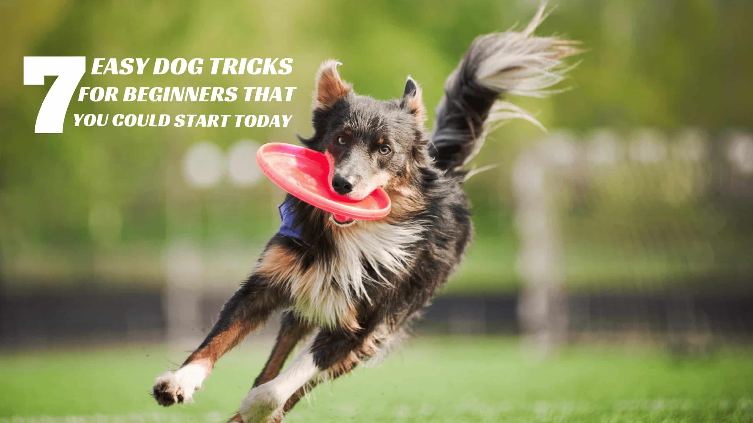 7 Easy Dog Tricks for Beginners That You Could Start Today