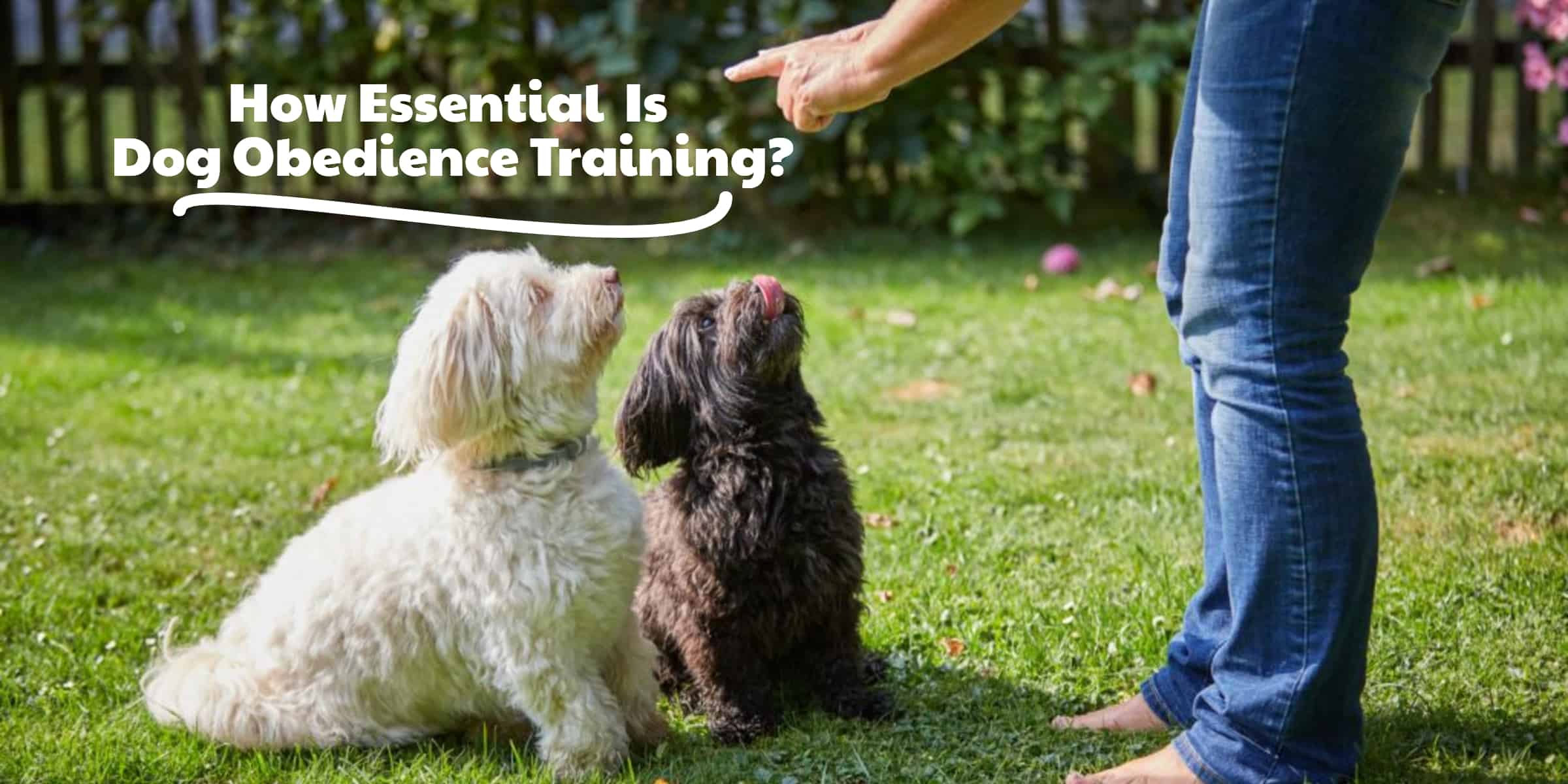 How Essential Is Dog Obedience Training?