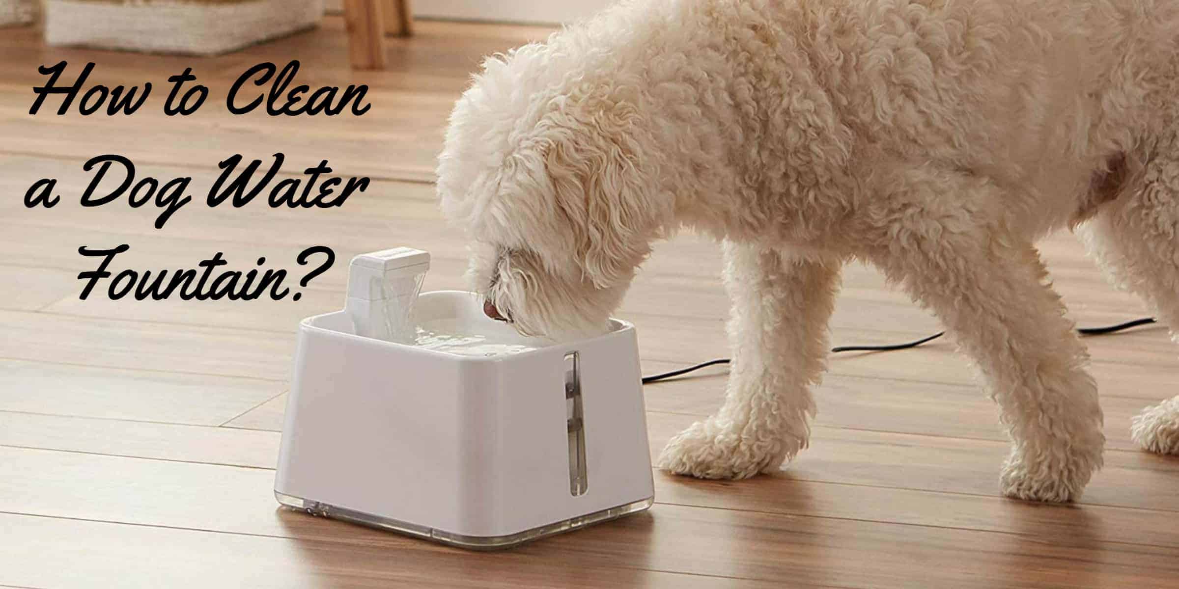 How to Clean a Dog Water Fountain?