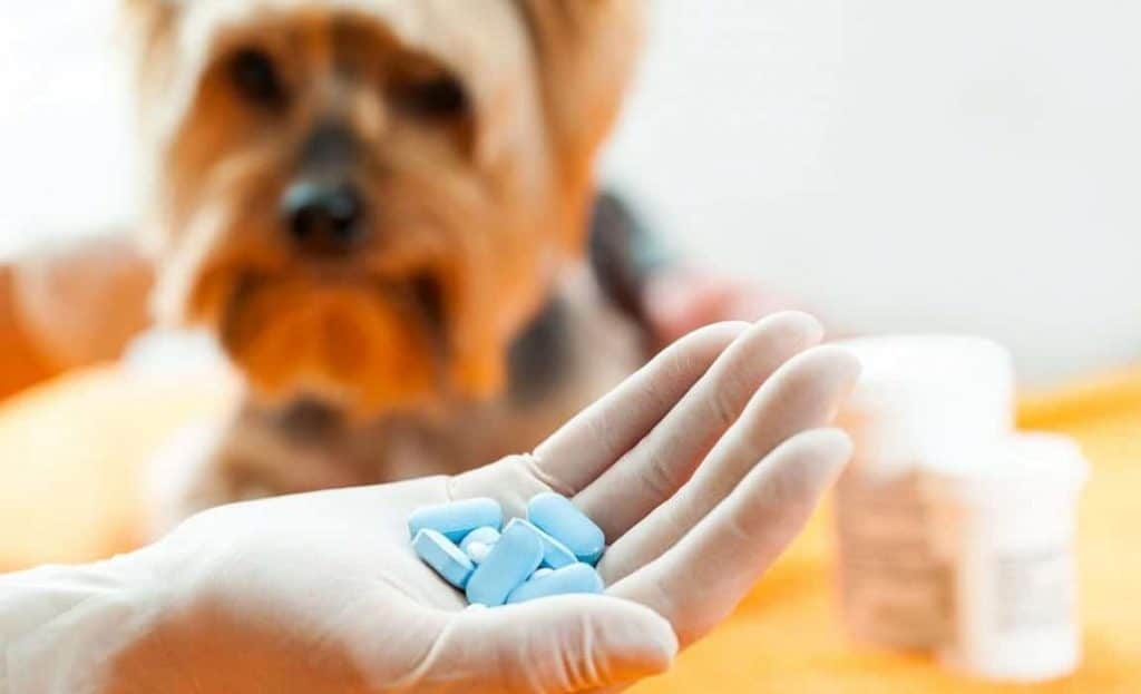 Antibiotics for dogs: How they help in healing open wounds?